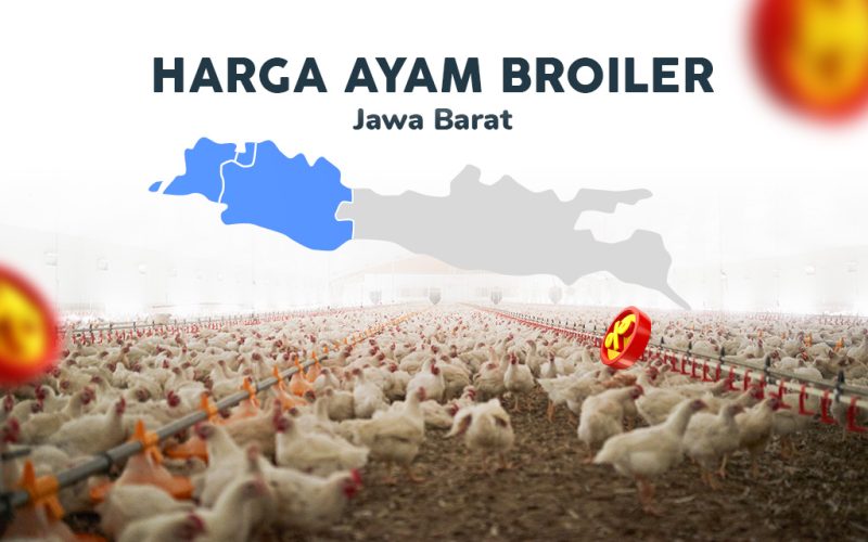 Update Harga Ayam Broiler (Livebird) Hari Ini di Jawa Barat