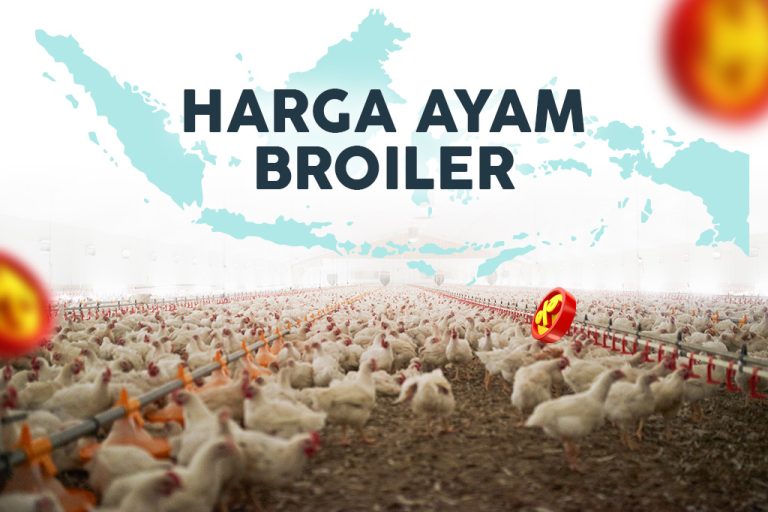 Update Harga Ayam Broiler (Livebird) Hari Ini - Chickin Indonesia