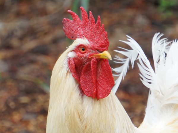 Chalk Feces/Chalky Feces (Pullorum) in Chickens
