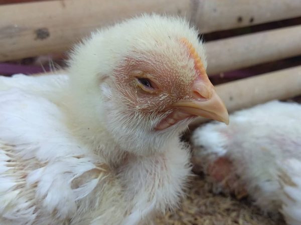 Cacingan pada Ayam: Gejala, Penyebab, dan Pengobatan