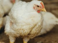 Panduan Lengkap: Cara Memilih DOC Ayam Broiler Berkualitas