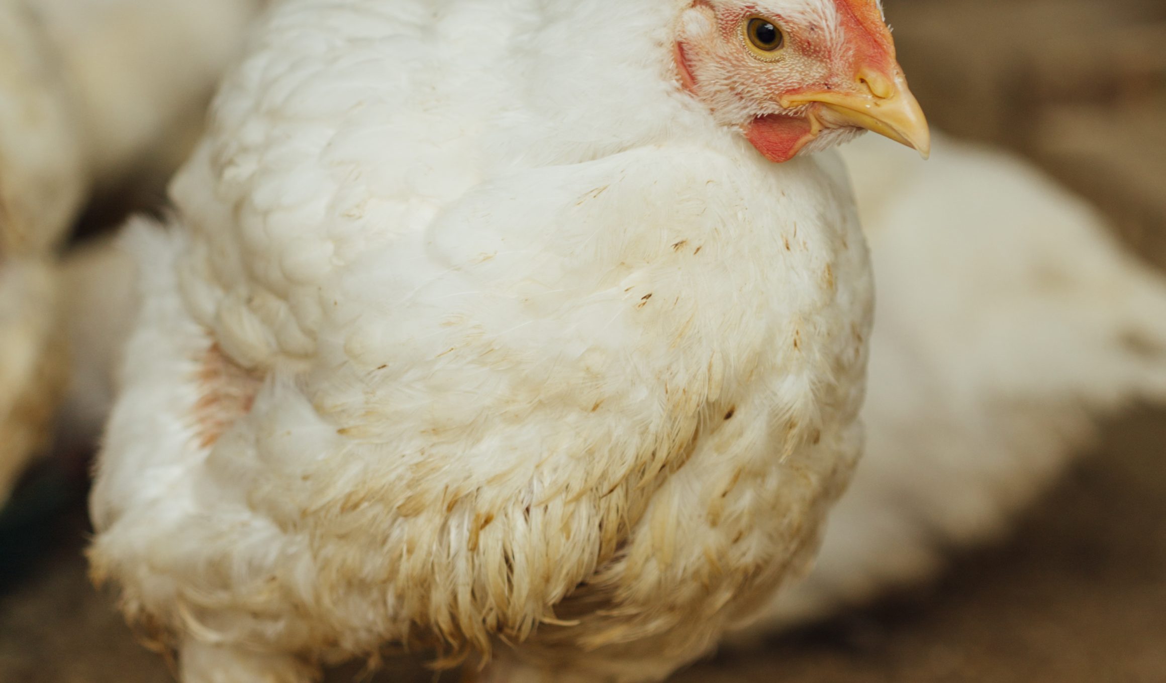 5 Characteristics of Broiler Chickens You Should Know