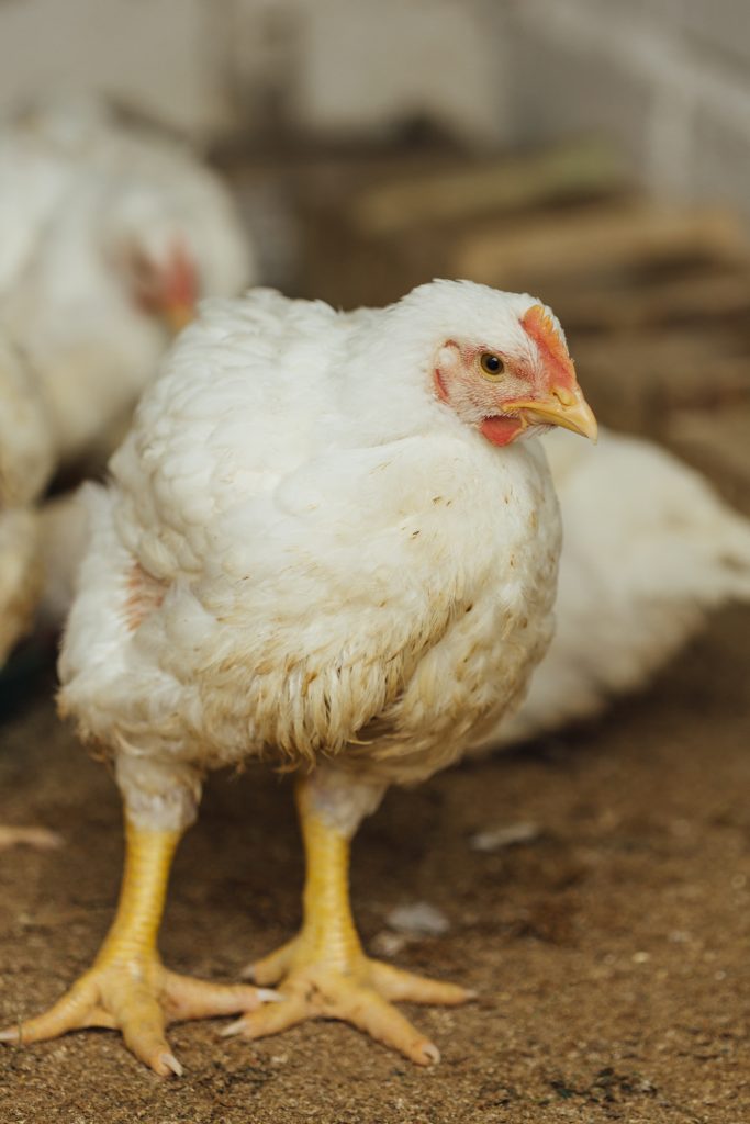 5 Characteristics of Broiler Chickens You Should Know