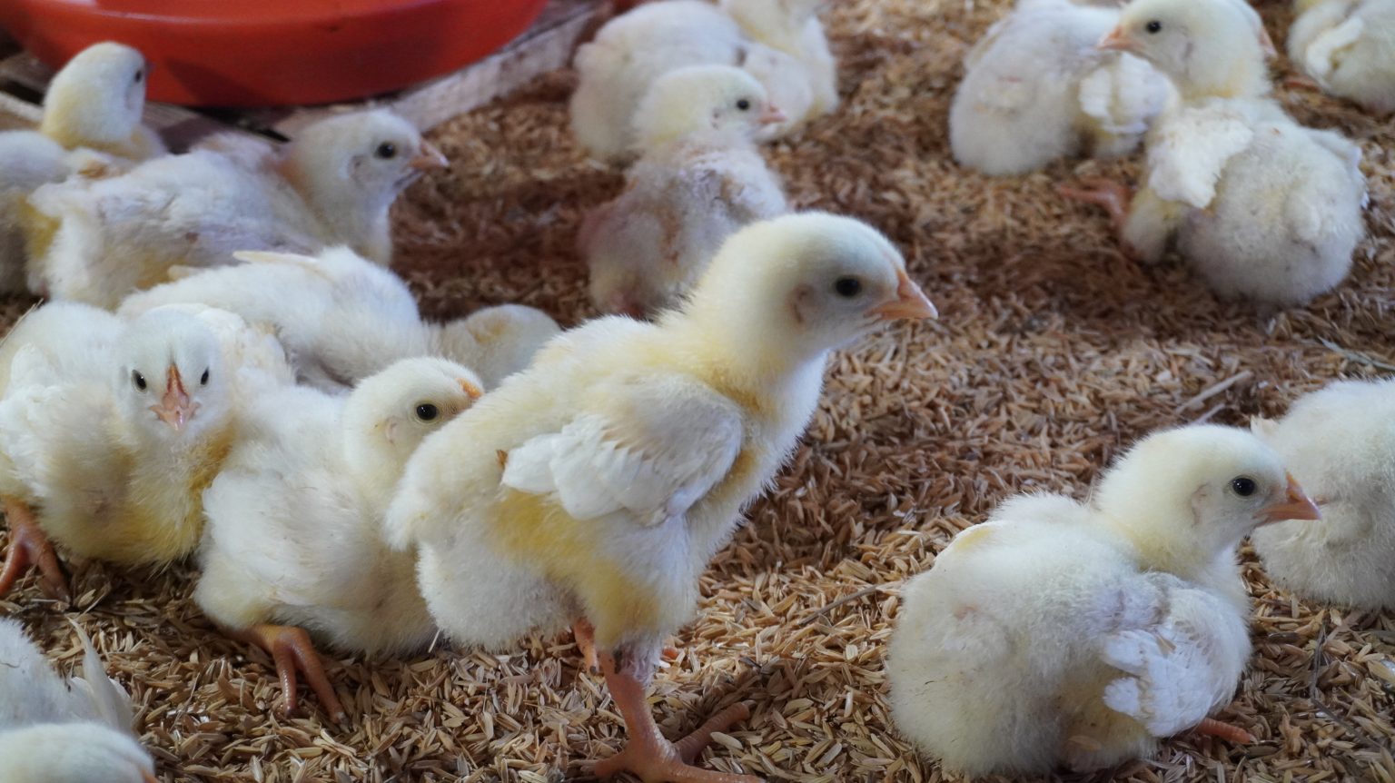 Cara Beternak Ayam Potong Broiler