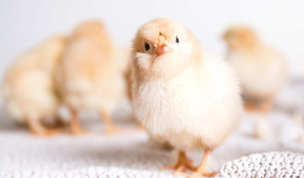 Panduan Lengkap: Cara Memilih DOC Ayam Broiler Berkualitas