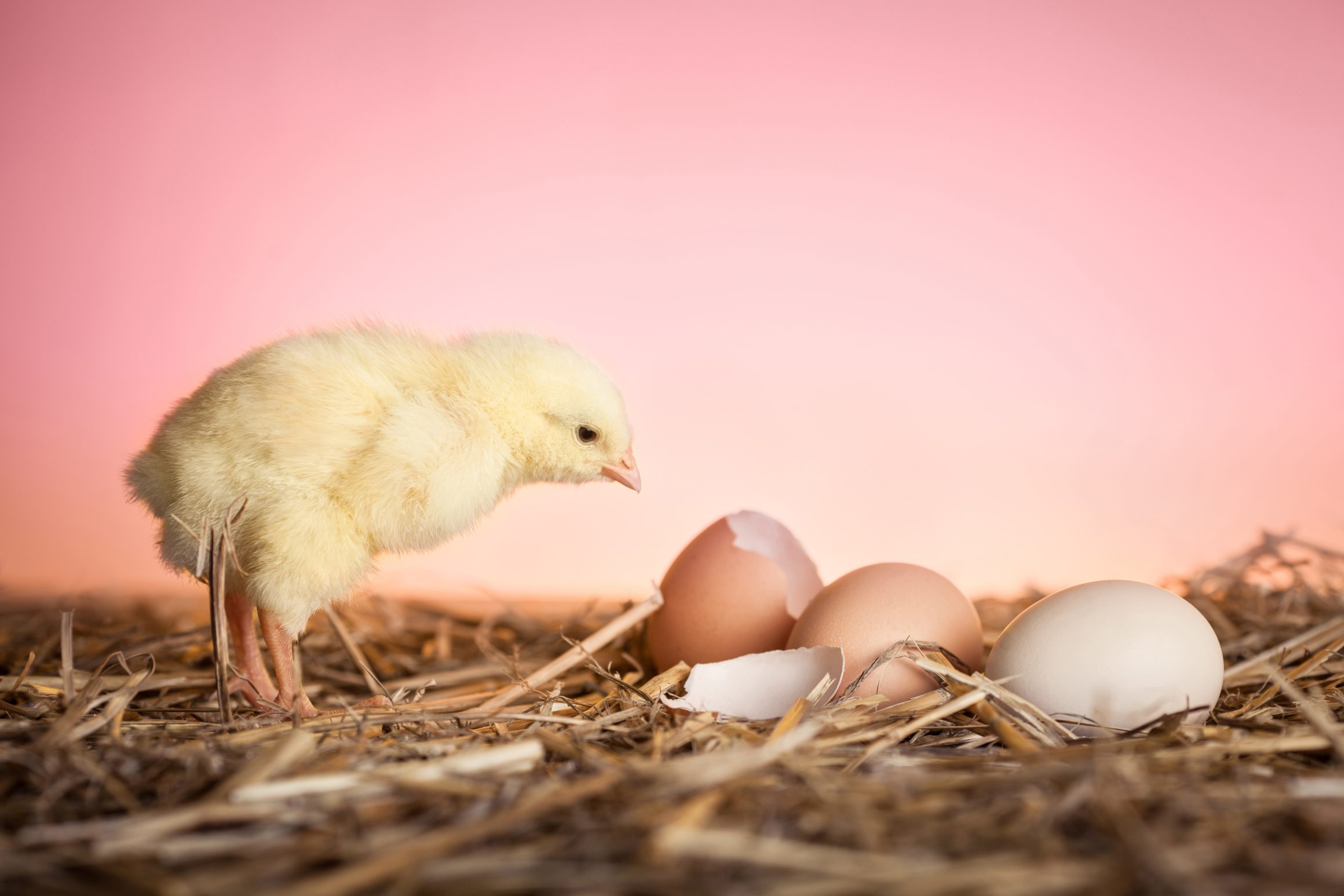 5 Cara Meningkatkan Bobot Ayam Broiler Dengan Cepat 5 Cara Meningkatkan Bobot Ayam Broiler Dengan Cepat