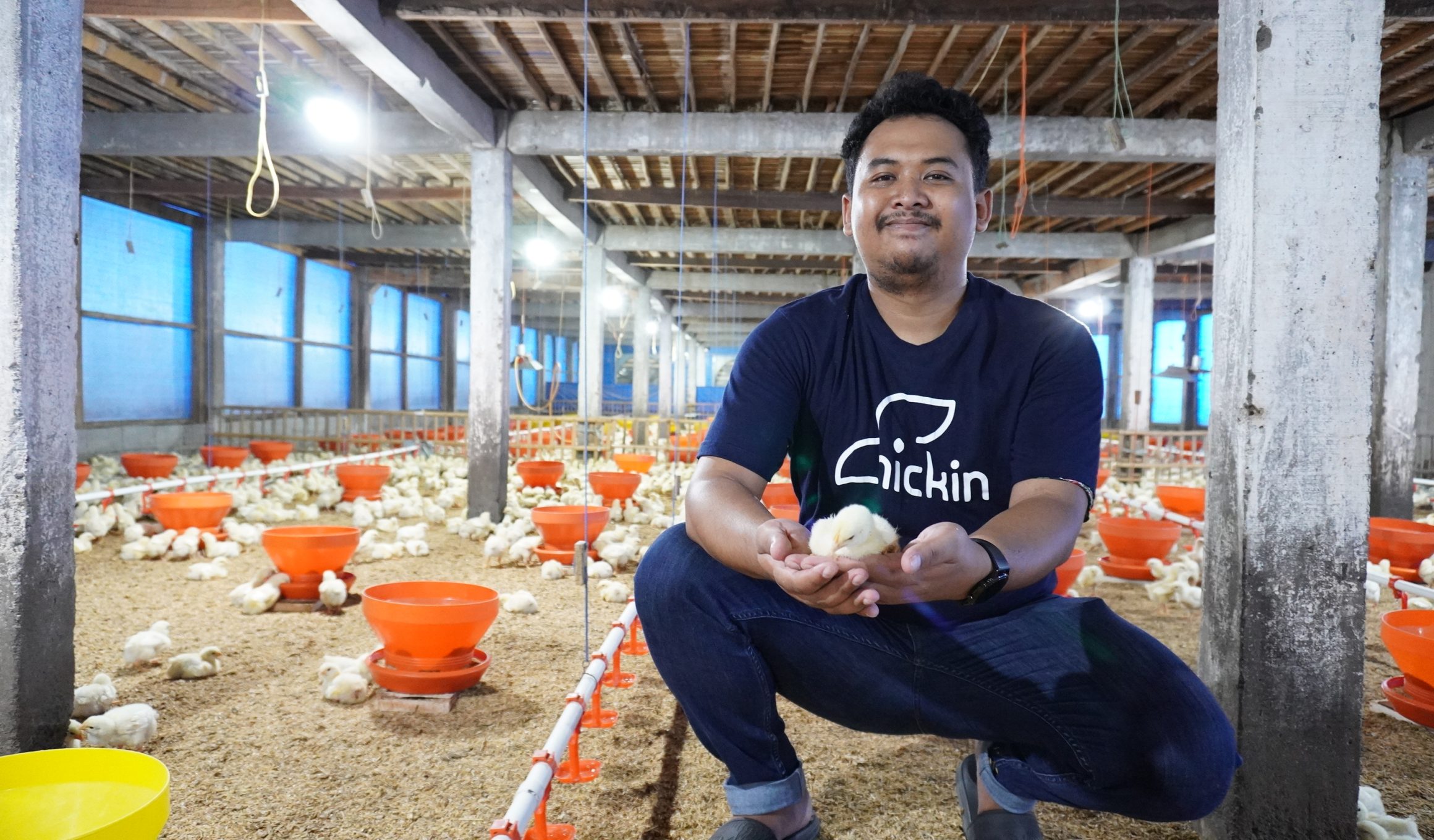 11 Cara Merawat DOC Ayam Broiler Agar Menguntungkan