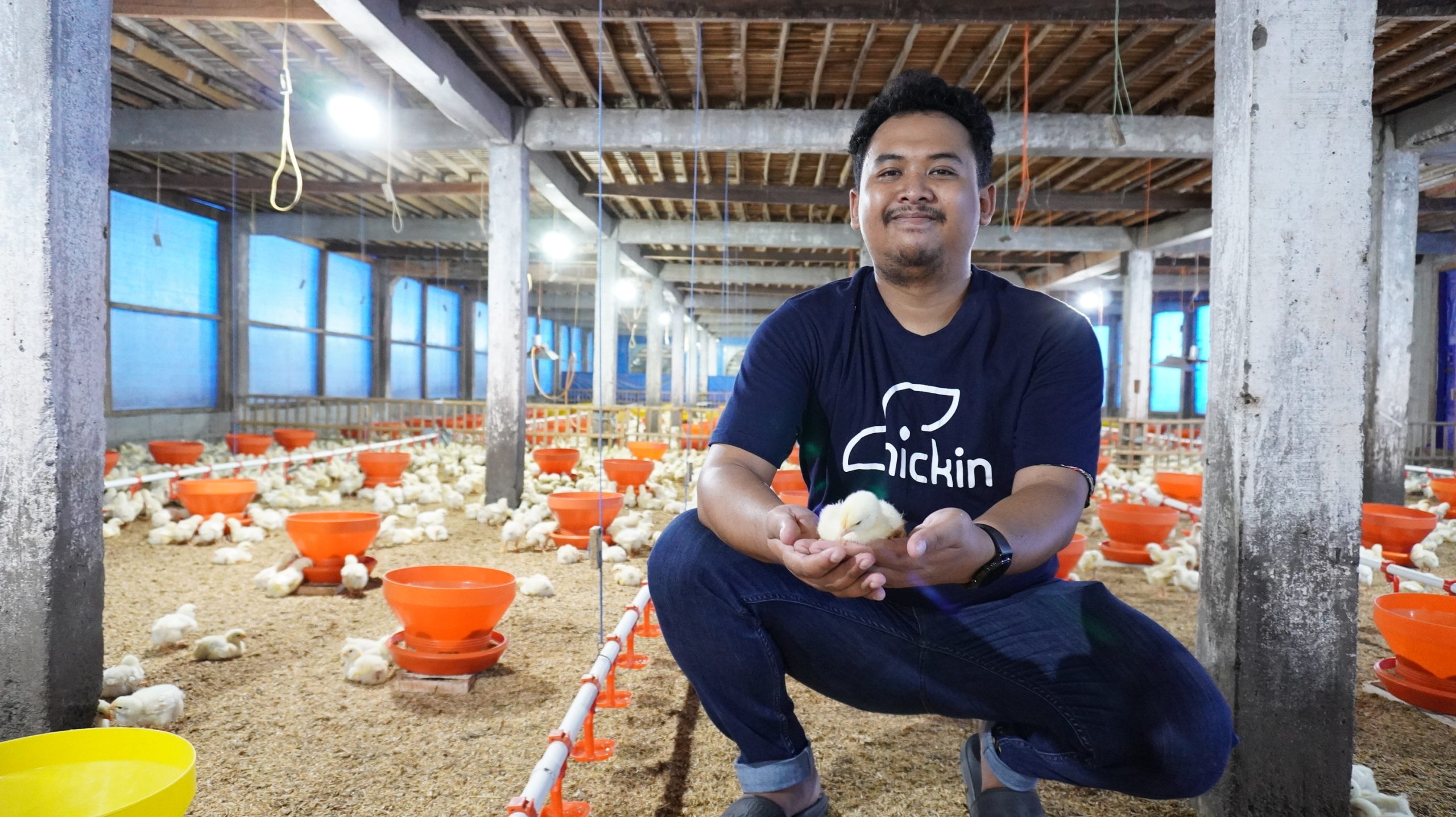 11 Cara Merawat DOC Ayam Broiler Agar Menguntungkan