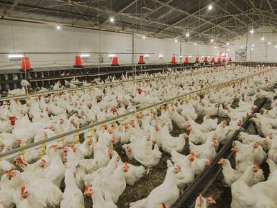 Standar dan Cara Menghitung FCR Ayam Broiler