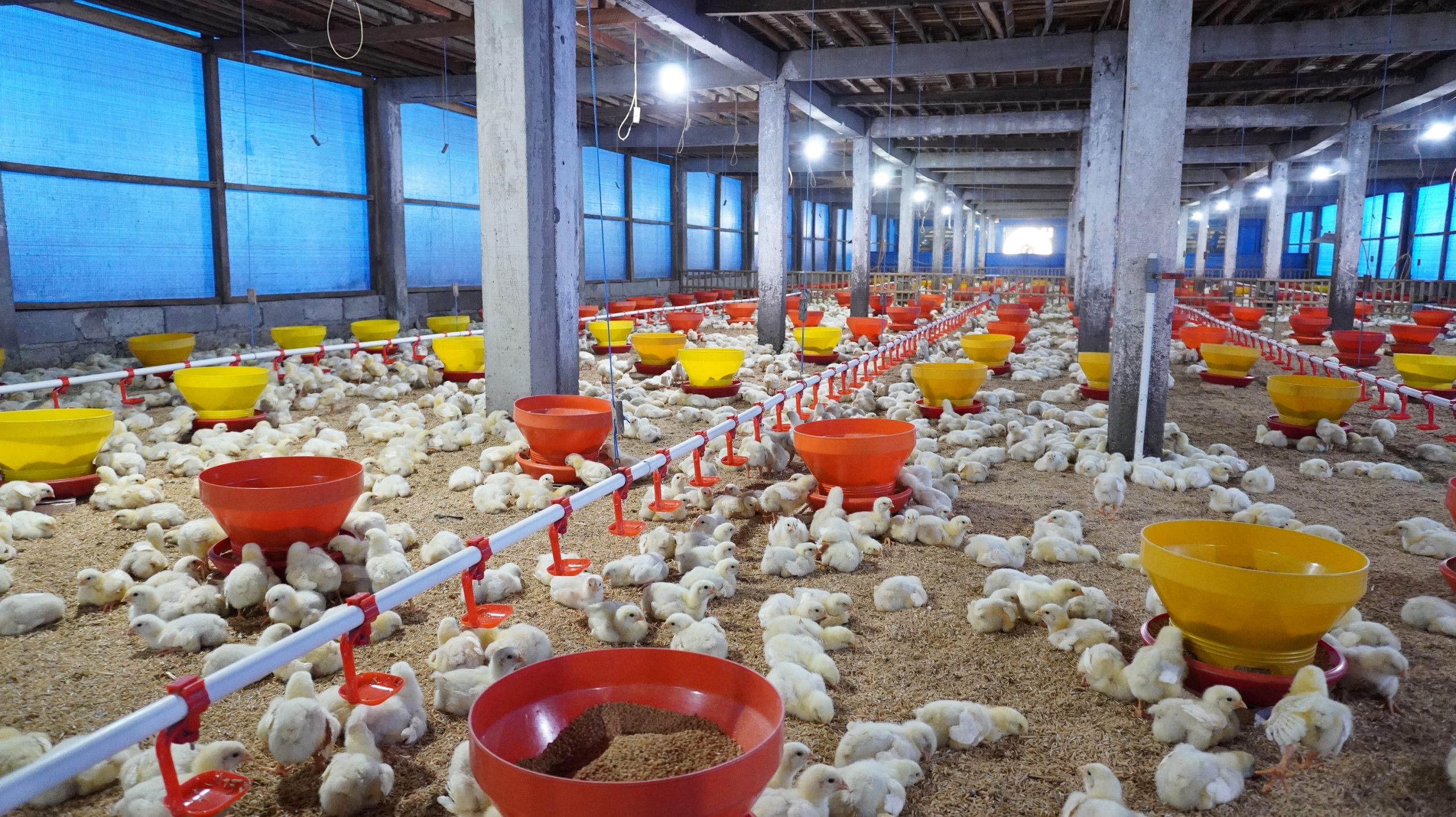 Hitungan Biaya Beternak Ayam Potong Broiler