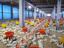 Kandang Ayam Semi Closed House: Pengertian dan Keunggulannya
