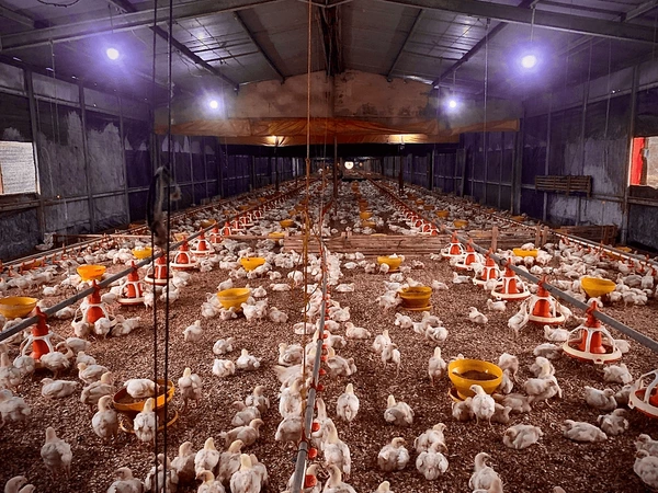 Kandang Ayam Close House Jual Panel Listrik Panel Kandang Ayam Panel