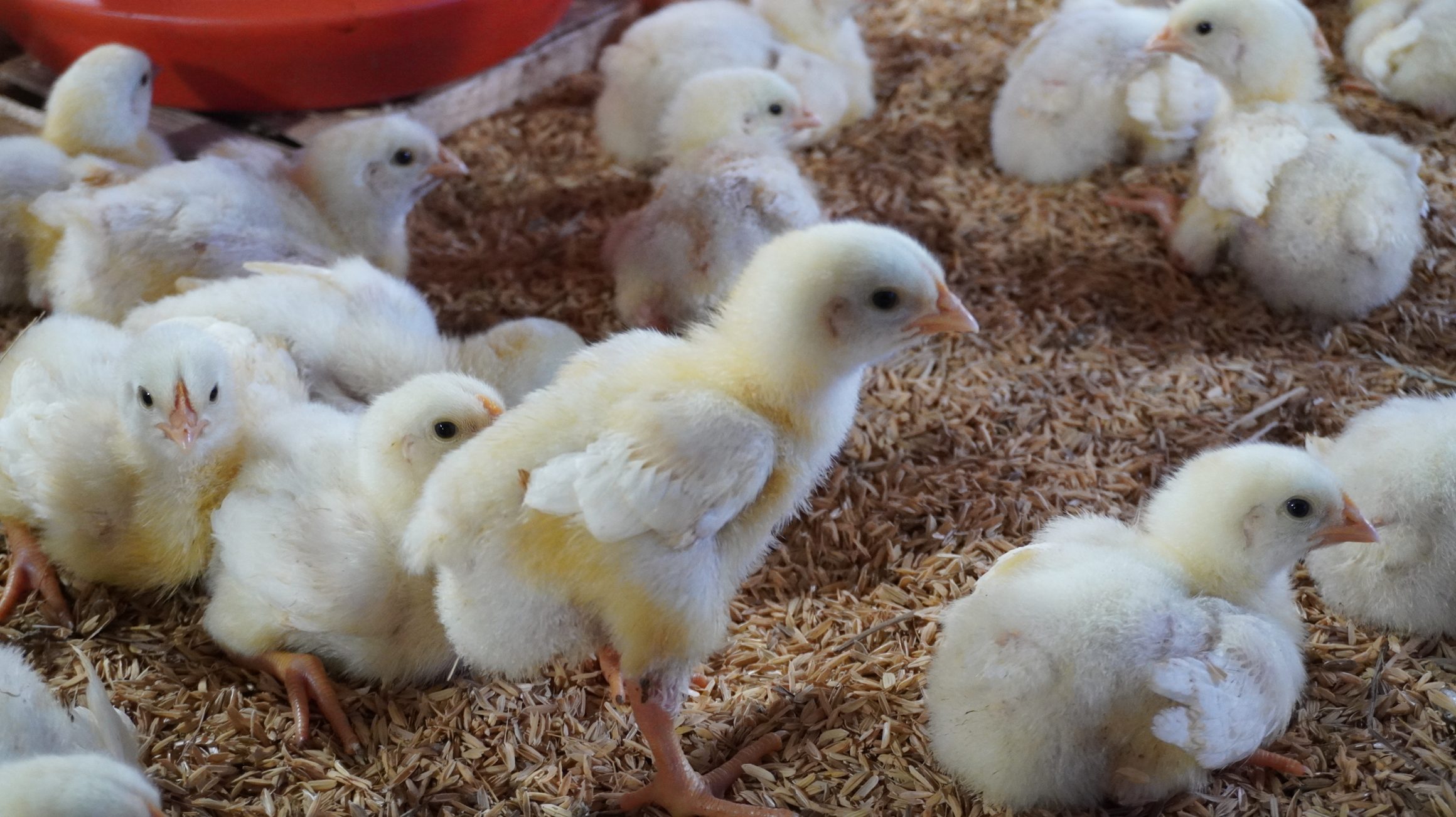 Bahaya Gas Amoniak, Hingga Buat Fisik Ayam Broiler Cacat?