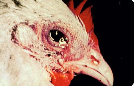 Penyakit CRD pada Ayam