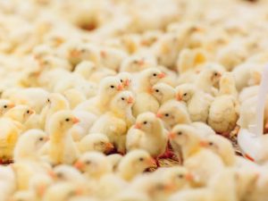 Penyakit Snot pada Ayam: Penyebab, Gejala, dan Cara Mengatasinya