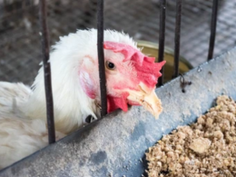 Infectious Laryngotracheitis (ILT) in Chickens: Causes, Symptoms, and ...