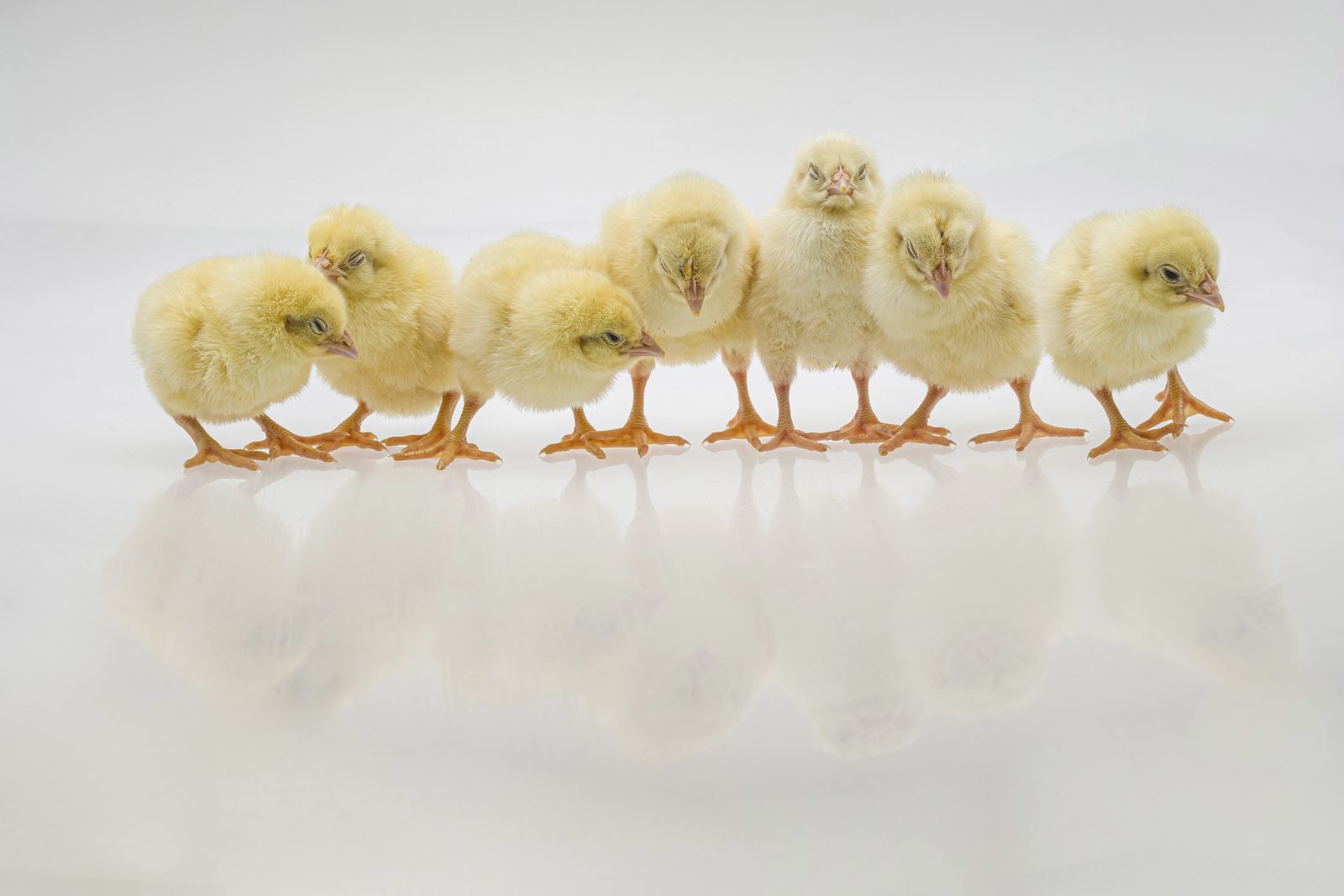 Standar Bobot Ayam Broiler (1, 2, 3 Minggu, dan Seterusnya)