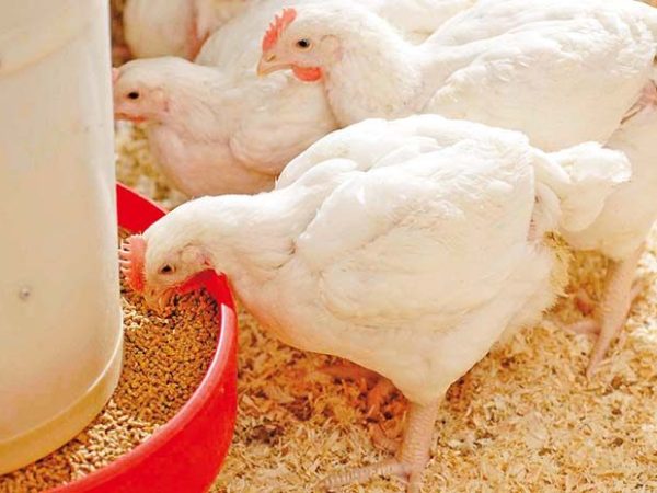 7 Peralatan Ternak Ayam Broiler Yang Wajib Ada Di Kandang