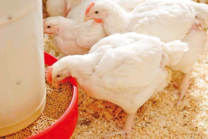 Standar Pakan Ayam Broiler dan Cara Menghitungnya
