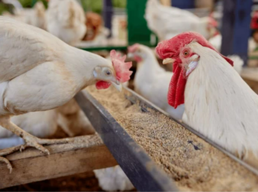 Panduan Lengkap: Cara Memilih DOC Ayam Broiler Berkualitas