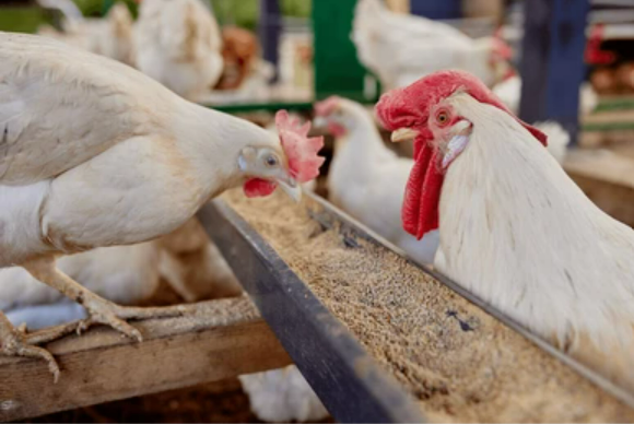 6 Vitamin Ayam Broiler agar Cepat Besar