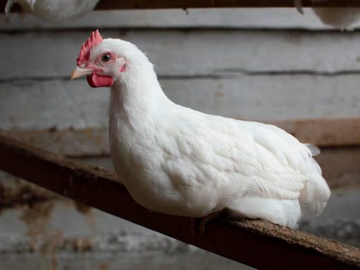 Penyakit Snot pada Ayam: Penyebab, Gejala, dan Cara Mengatasinya