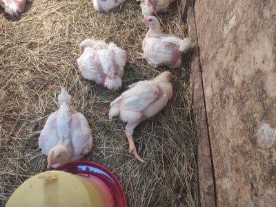 Penyakit Snot pada Ayam: Penyebab, Gejala, dan Cara Mengatasinya