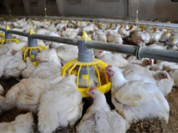 Penyakit Snot pada Ayam: Penyebab, Gejala, dan Cara Mengatasinya