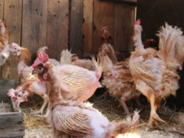 Penyakit Snot pada Ayam: Penyebab, Gejala, dan Cara Mengatasinya