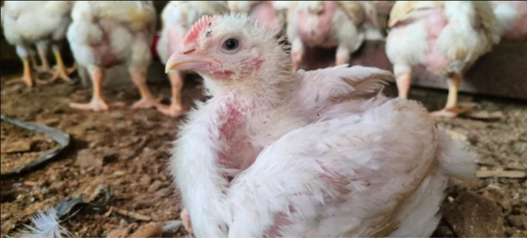 Necrotic Enteritis pada Ayam: Penyebab, Gejala, Pengobatan