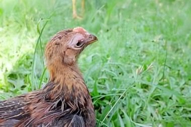 Infectious Bronchitis in Chickens: Causes, Symptoms, and Treatment