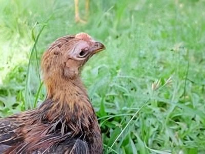 Infectious Laryngotracheitis (ILT) in Chickens: Causes, Symptoms, and ...