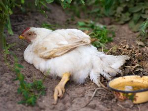 Penyakit Snot pada Ayam: Penyebab, Gejala, dan Cara Mengatasinya