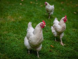 Panduan Lengkap: Cara Memilih DOC Ayam Broiler Berkualitas