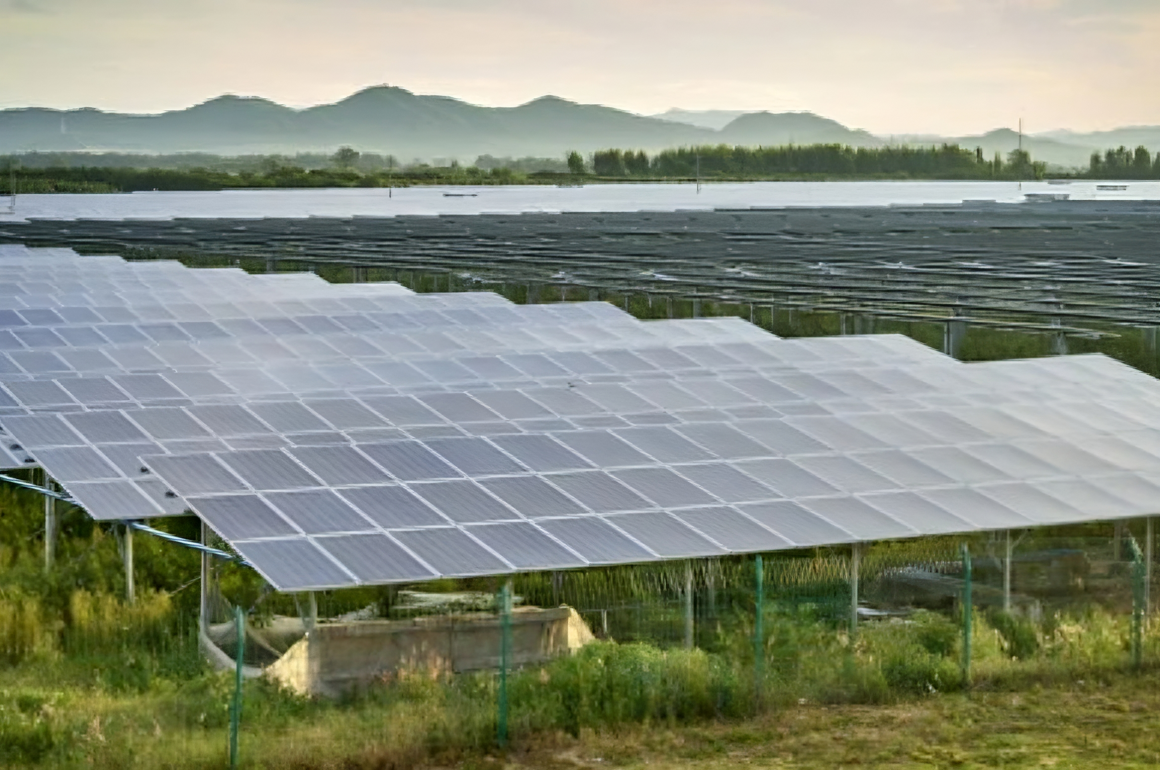Mending Pemanas Ayam Listrik Atau 5 Pemanas Kandang Ini?