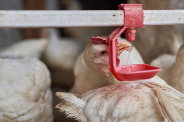 7 Peralatan Ternak Ayam Broiler Yang Wajib Ada Di Kandang