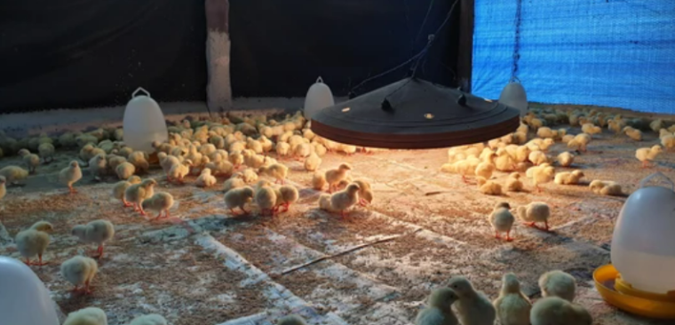 Selain Suhu Brooding Ini 7 Hal Wajib Saat Masa Brooding Ayam