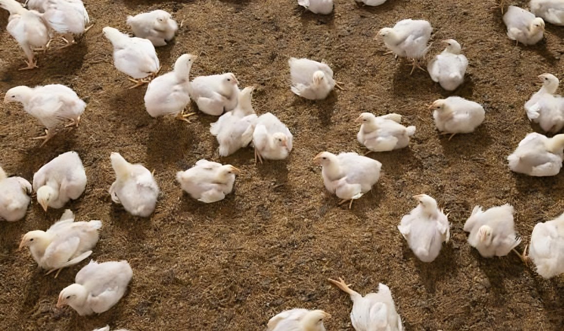 Berapa Standar Suhu Ayam Broiler dan Bagaimana Mengaturnya?