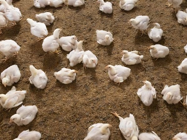 5 Langkah Sanitasi Kandang Ayam