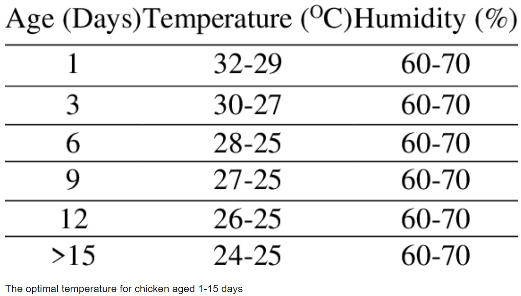 Berapa Standar Suhu Ayam Broiler dan Bagaimana Mengaturnya?