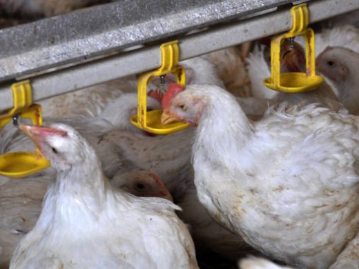 Cara Mencegah Lalat pada Kandang Ayam