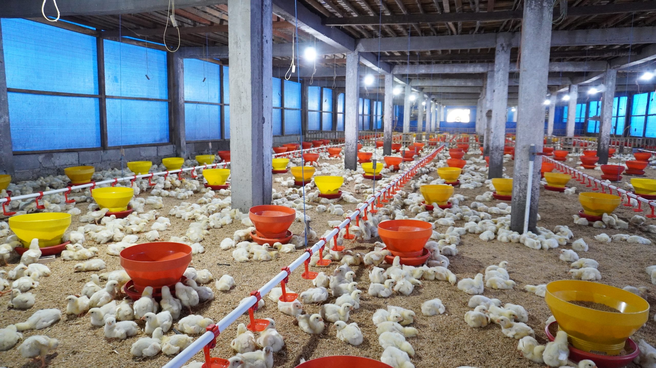 Kandang Ayam Close House Jual Panel Listrik Panel Kandang Ayam Panel