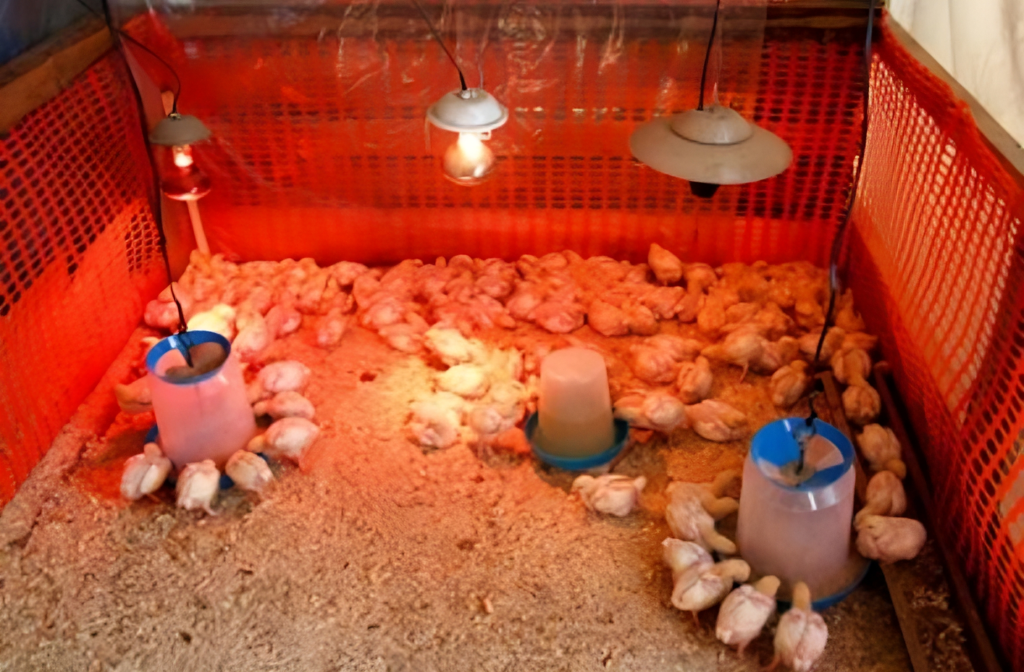 Tabel Suhu Brooding DOC Ayam Broiler Agar Ternak Optimal
