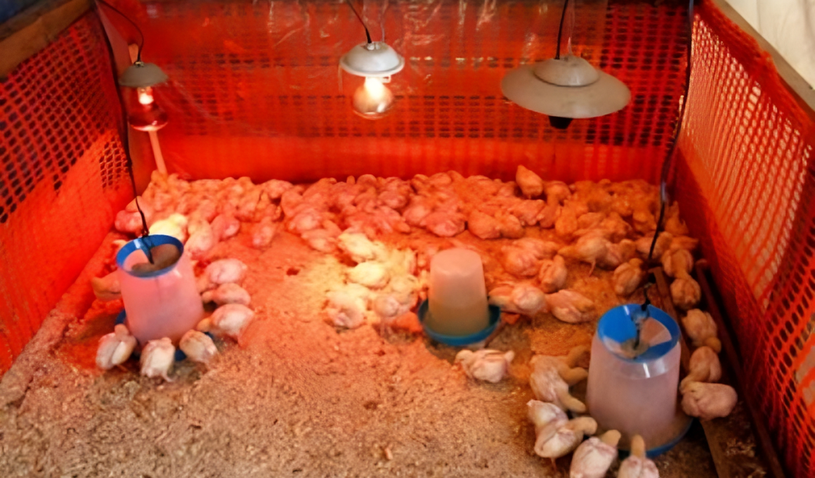 Tabel Suhu Brooding DOC Ayam Broiler Agar Ternak Optimal