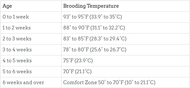 Tabel Suhu Brooding DOC Ayam Broiler Agar Ternak Optimal