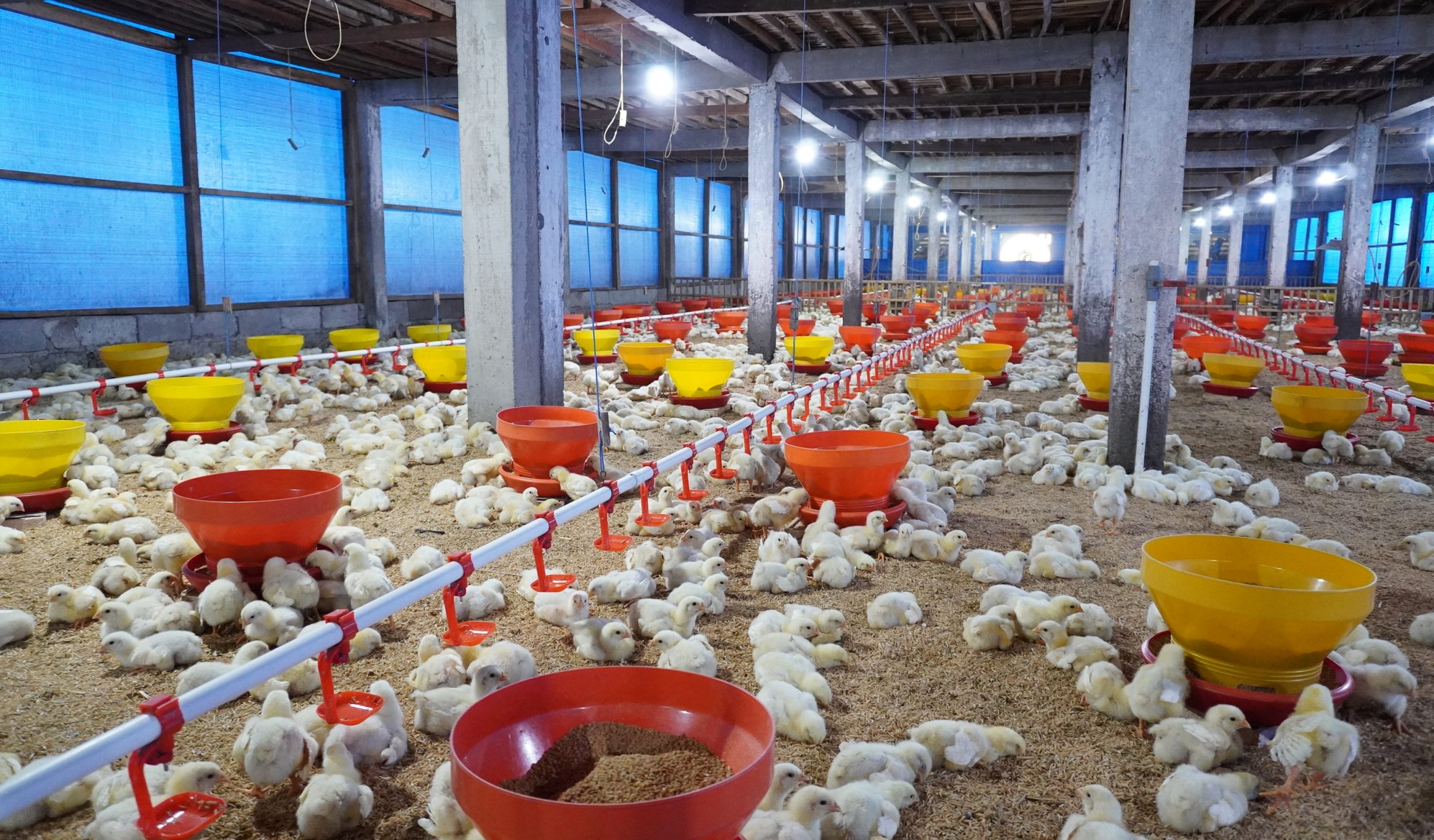 Peran Cooling Pad Pada Sistem Pendingin Kandang Closed House