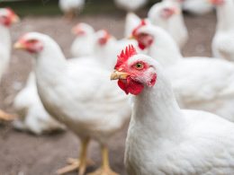 Panduan Lengkap: Cara Memilih DOC Ayam Broiler Berkualitas