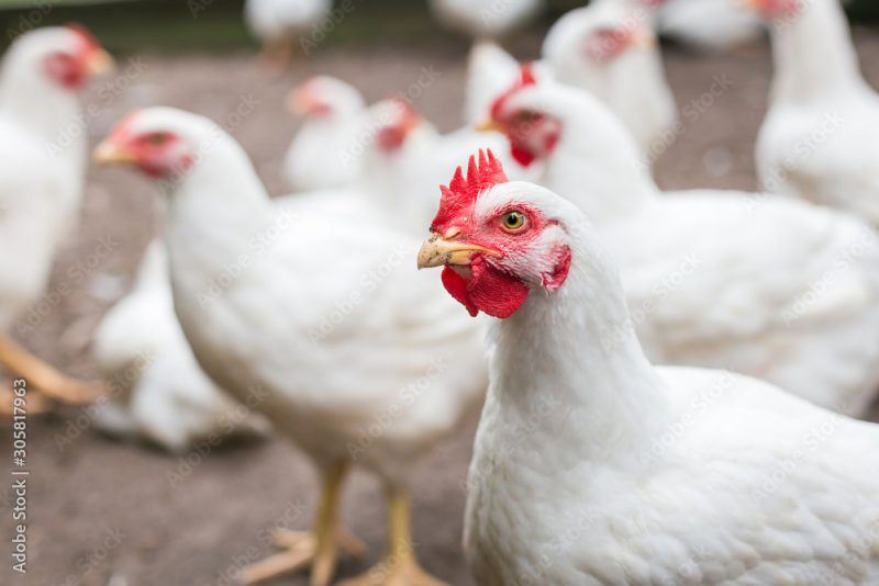 Macam-Macam Strain Ayam Broiler yang Ada di Sekitar Kita