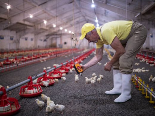 Panduan Lengkap: Cara Memilih DOC Ayam Broiler Berkualitas