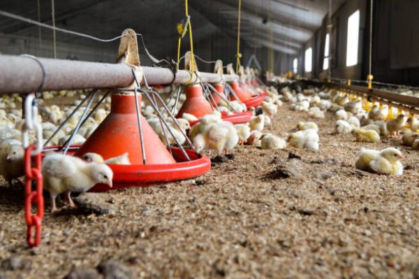 Berapa Suhu dan Kelembaban Normal Pada Kandang Ayam?